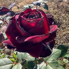 Por R$ 24,61: Muda Rosa Príncipe Negro