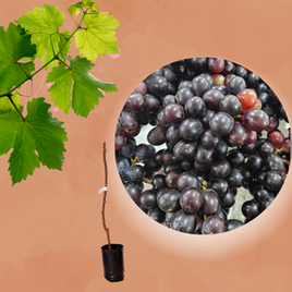 Muda De Uva Rubi... R$ 57 - Promobit